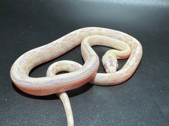 Albino Poss Het Anery, Blonde And Silver Trans-Pecos Rat Snake by Major ...