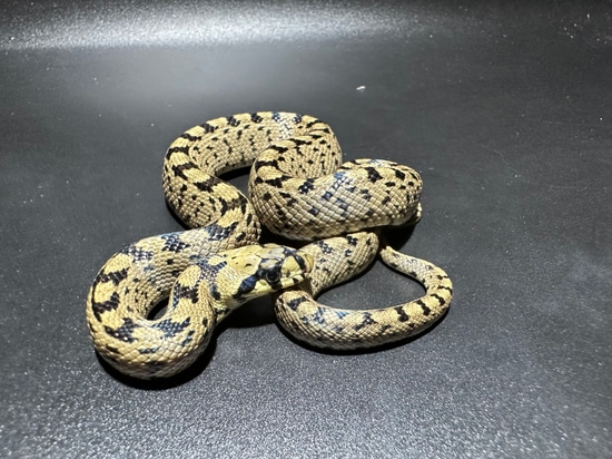 2023 Ladder Rat Snakes Other Rat Snake by Major league exotic pets