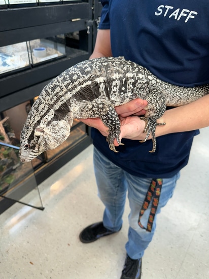 Fire Ice Het Albino Adult Argentine Tegus by Major league exotic pets