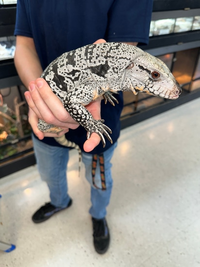 Blue Ice Argentine Tegus by Major league exotic pets