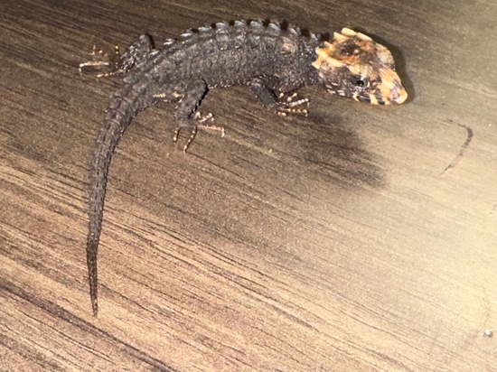 Red Eye Croc Skink More Skink by Major league exotic pets