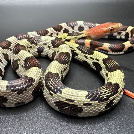 Hundred Flowers Rat Snake (Het For Patternless/reduced) Other Rat Snake ...