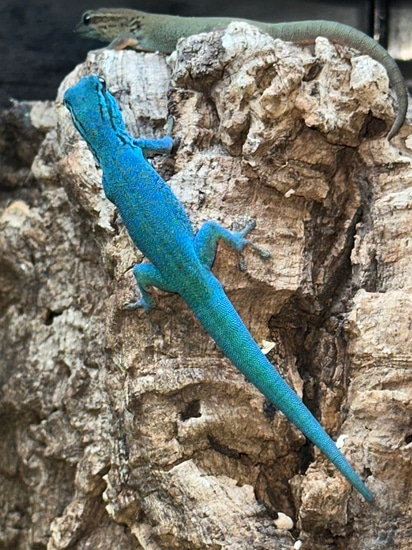 Electric Blue Day Gecko Pair by Major league exotic pets
