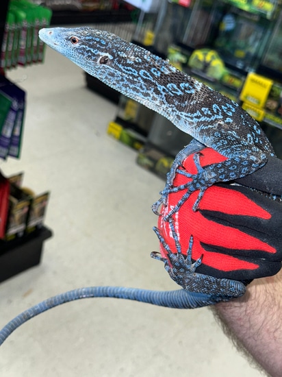 Blue Tree Blue Tree Monitor by Major league exotic pets