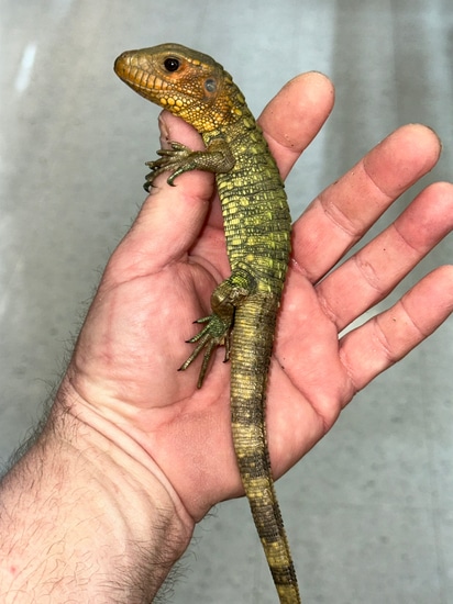 Well Established Caiman Lizards by Major league exotic pets
