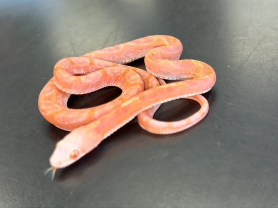 Scaleless Bubblegum Albino Other Rat Snake by Major league exotic pets