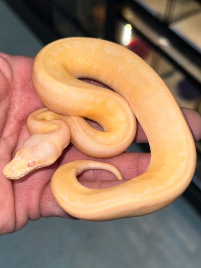 Albino Cinnamon Ghi Ball Python by Major league exotic pets