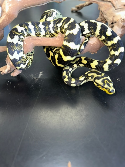 Pure Jungle Jungle Carpet Python by Major league exotic pets