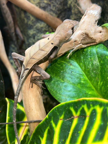 Peru Dead Leaf Lizards More Lizard by Major league exotic pets