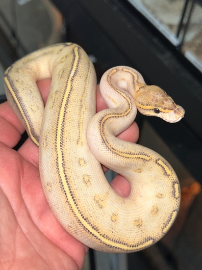 Enchi Highway Ball Python by Major league exotic pets