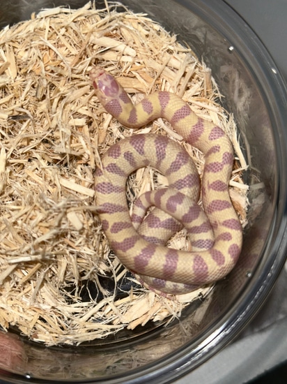 Hi Yellow Banded Cal King California Kingsnake by Major league exotic pets