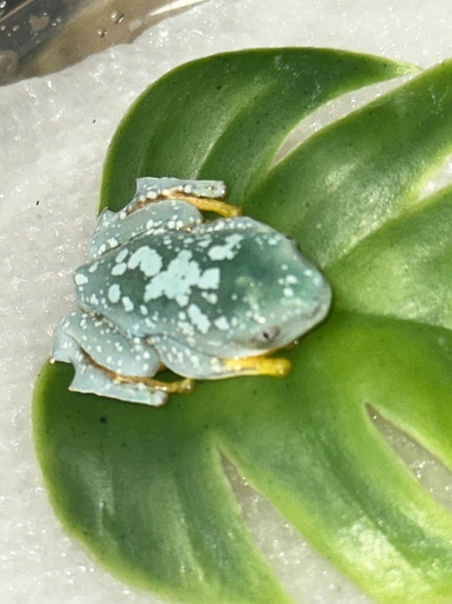 CB Fringed Leaf Frogs Other Frog by Major league exotic pets