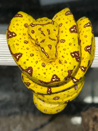 Biak Green Tree Python by Major league exotic pets