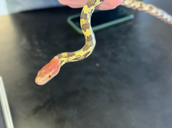 Hundred Flower Other Rat Snake by Major league exotic pets