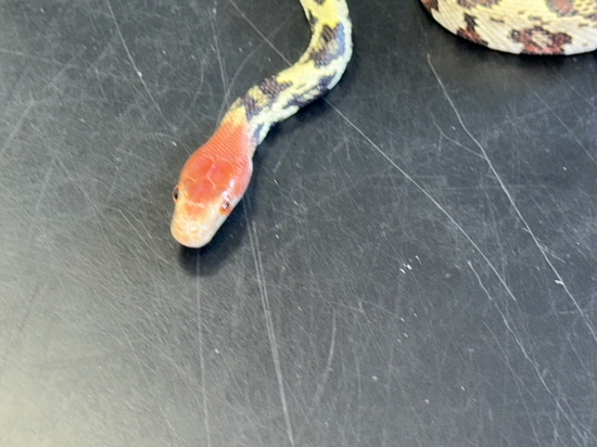 Hundred Flower Other Rat Snake by Major league exotic pets