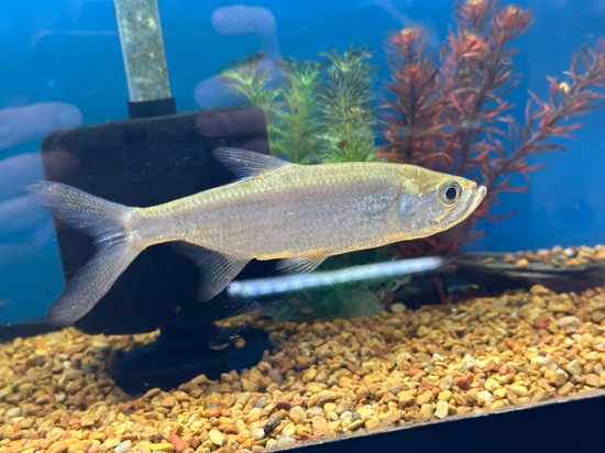 Fresh Water Tarpon Other Freshwater Fish by Major league exotic pets