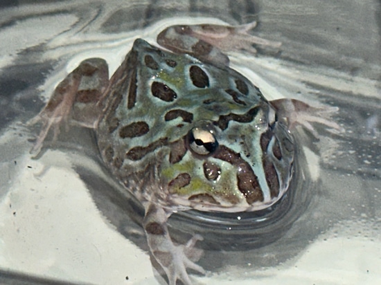 Blue Translucent Pacman Pacman Frog by Major league exotic pets