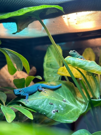 Electric Blue Day Gecko by Major league exotic pets