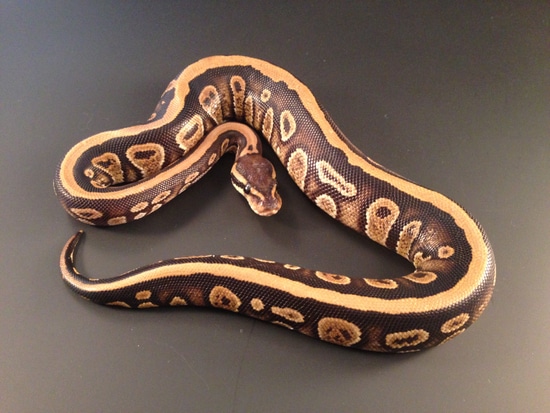 Rio Ball Python by Pacific Coast Reptiles