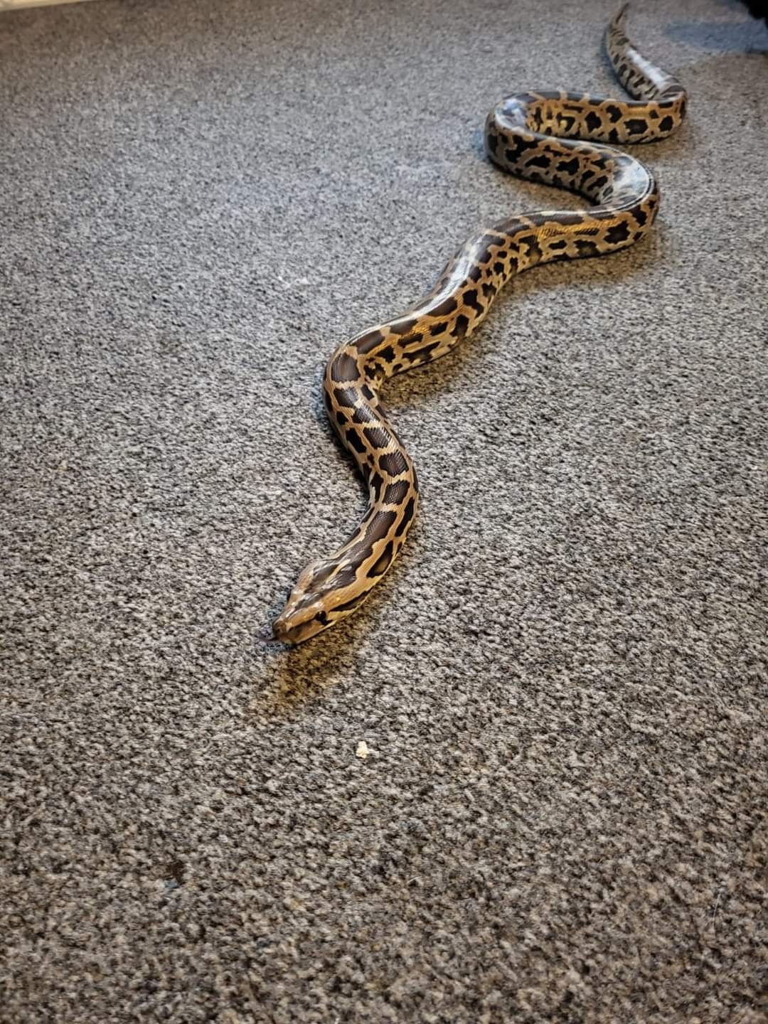 Normal D/h Green And Caramel Burmese Python by Makkas morph's - MorphMarket