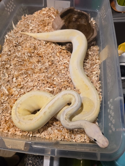 "Cinder" Super Pastel Disco Inferno Ball Python by K2G Snakes