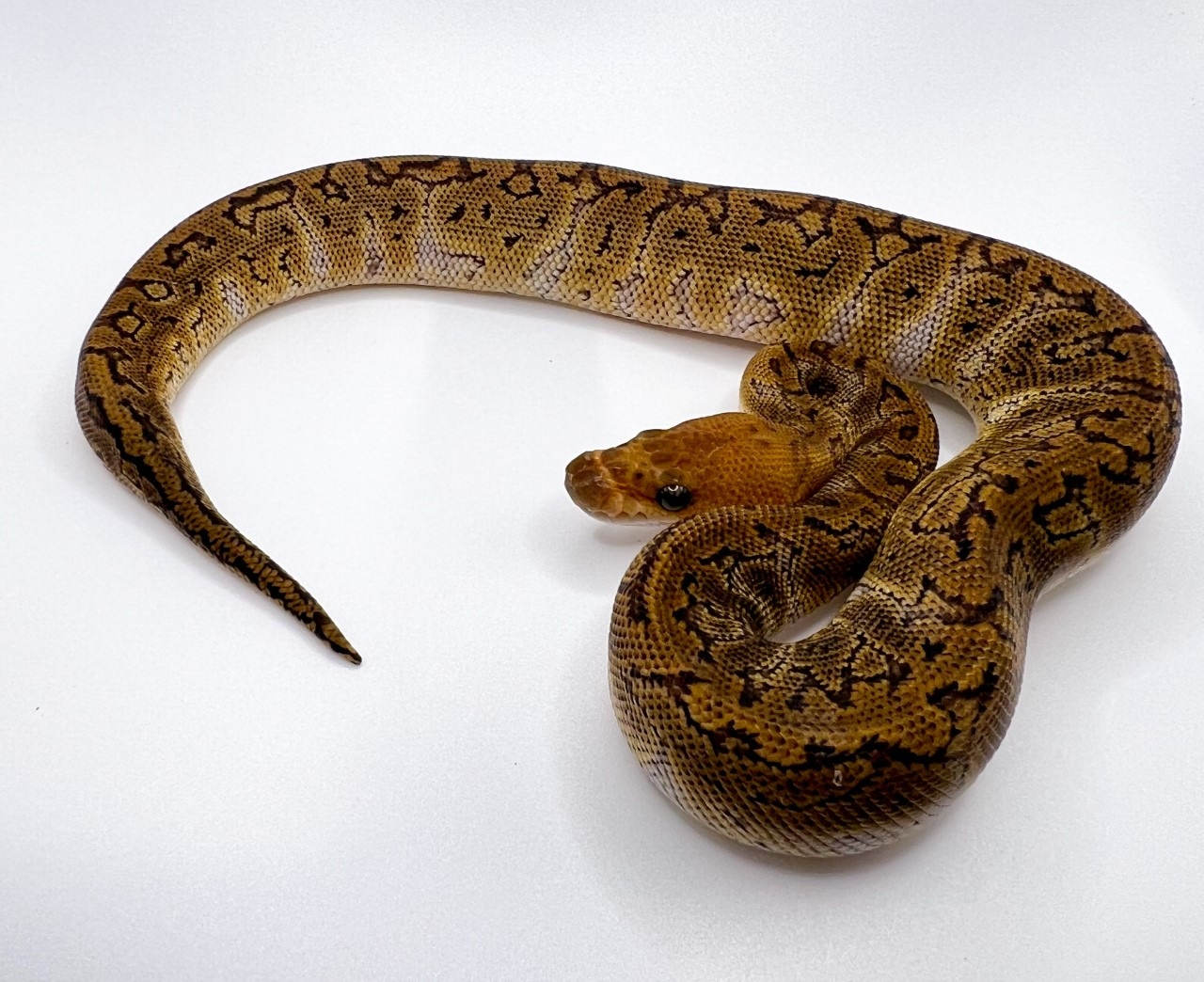 GHI Pinstripe Quake Clown Ball Python by Mako Reptiles - MorphMarket