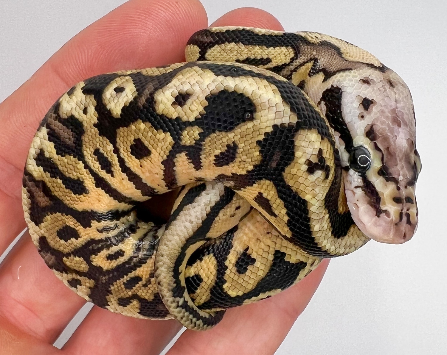 Spotnose Pastel Het Clown Ball Python by Mako Reptiles - MorphMarket