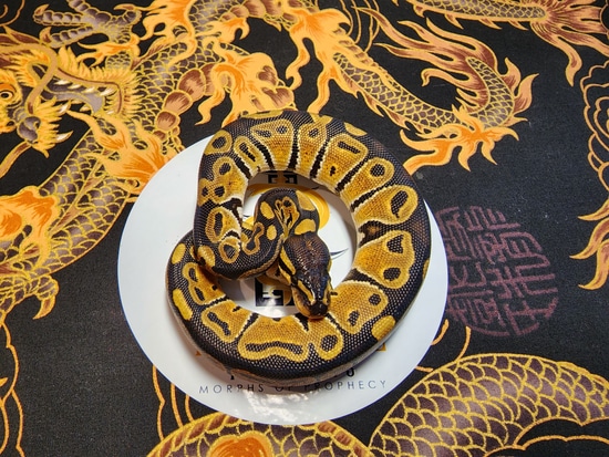 Goblin Ball Python by Mo and Mal Pythons
