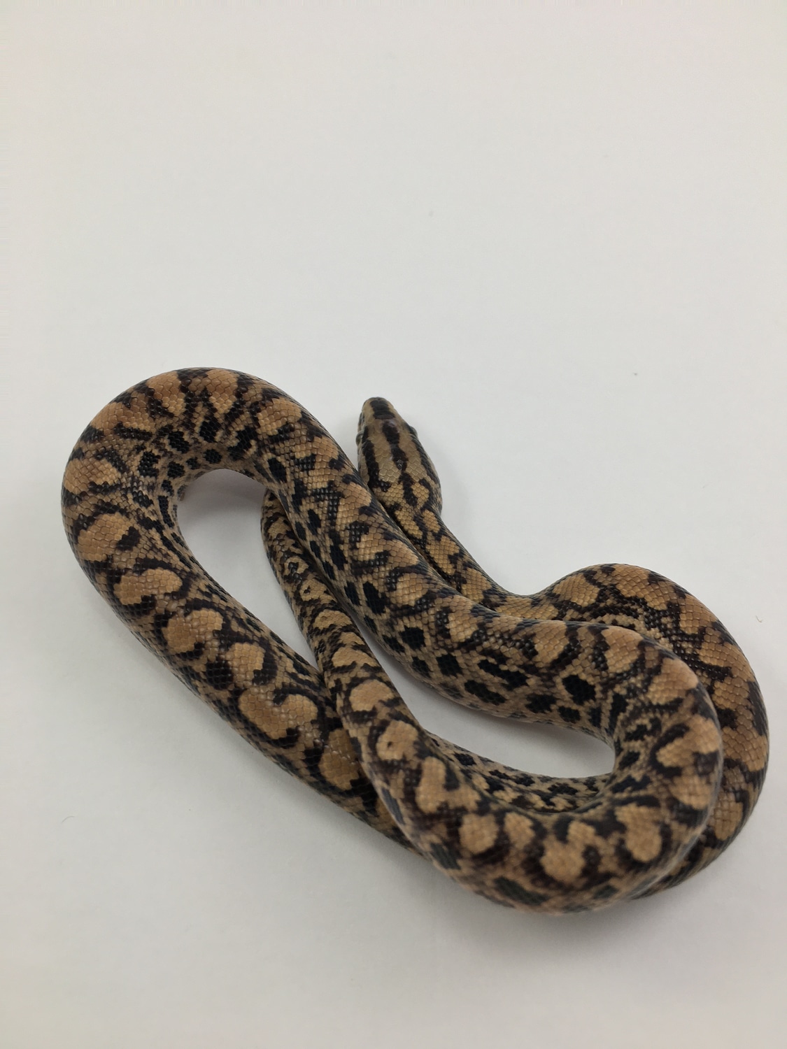 2019 Male 66% Het T+ Albino Colombian Rainbow Boa by Reese Rainbows and ...