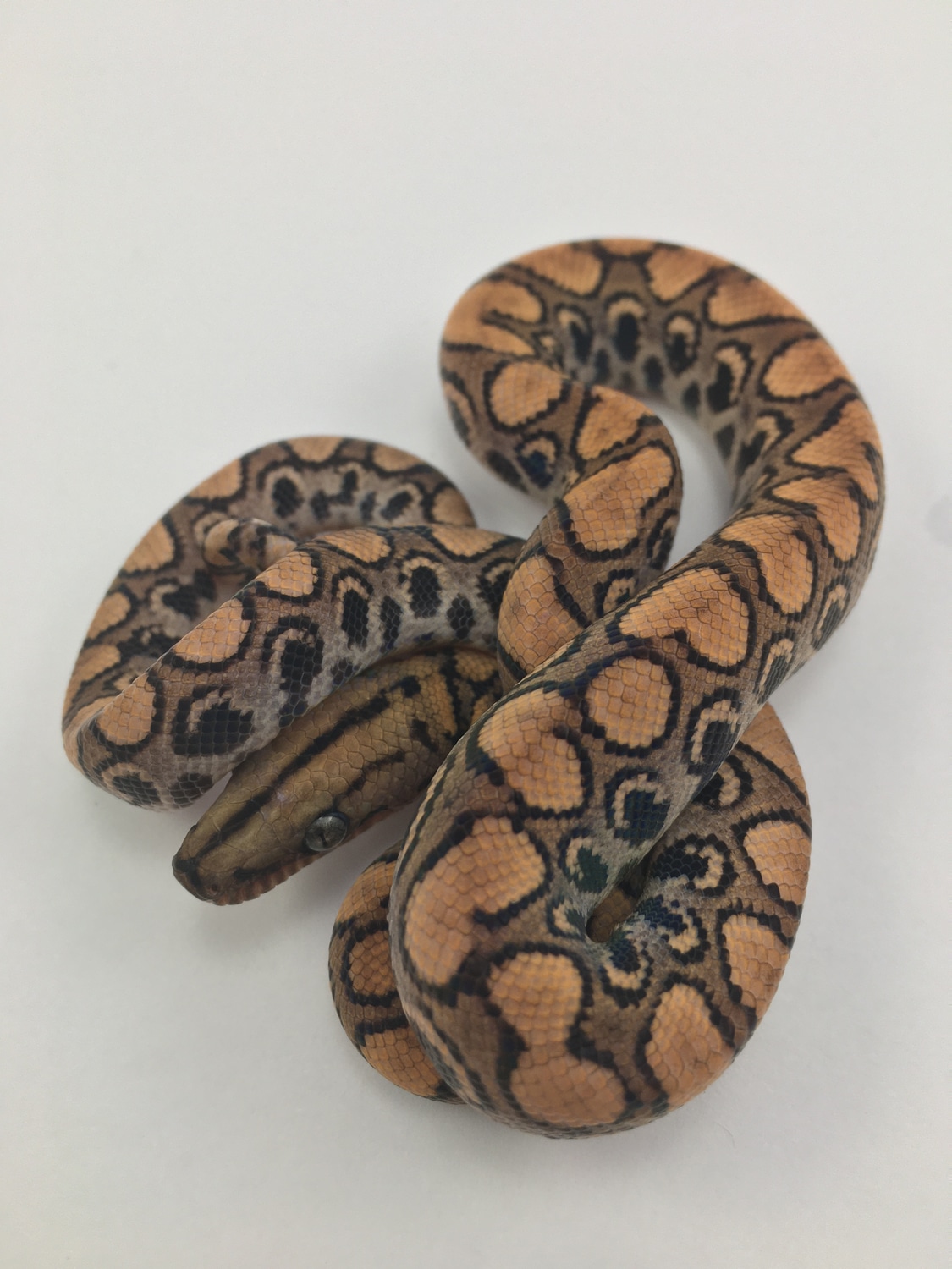 2019 Male Het Hypo Brazilian Rainbow Boa by Reese Rainbows and Reptiles ...
