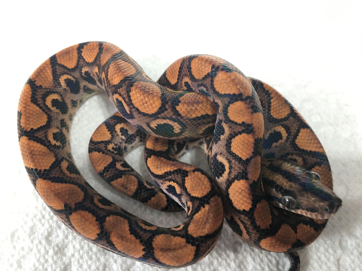 Male Het Eugene Stripe Calico Line Brazilian Rainbow Boa by Reese ...