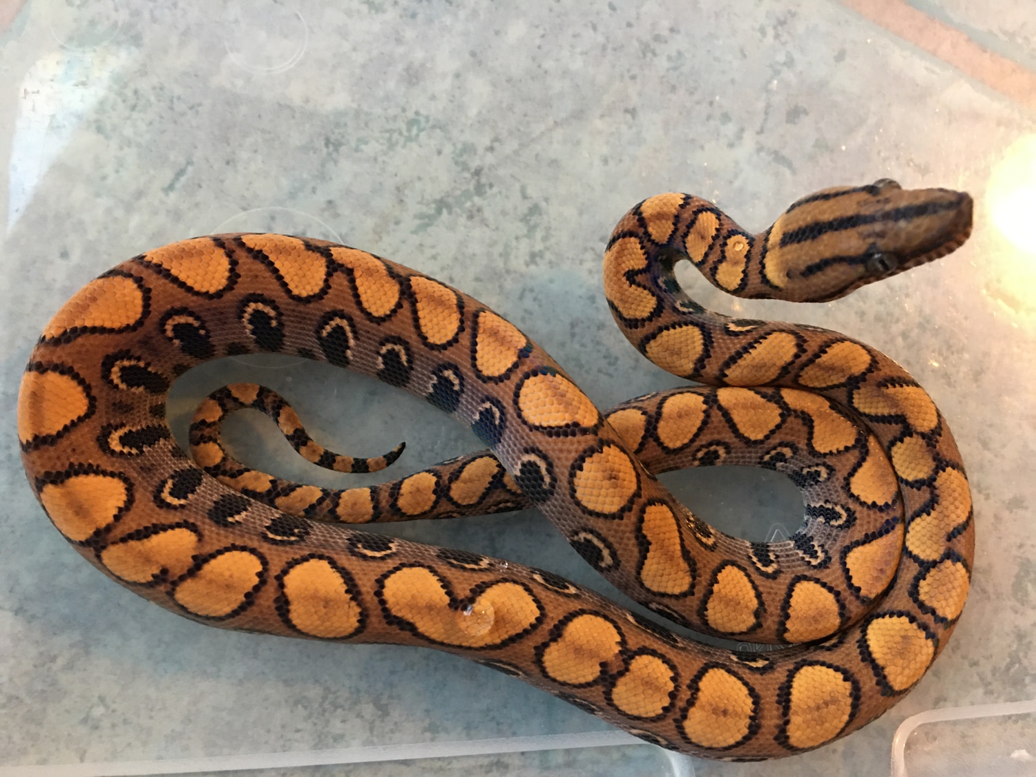 Male Normal Brazilian Rainbow Boa by Reese Rainbows and Reptiles ...