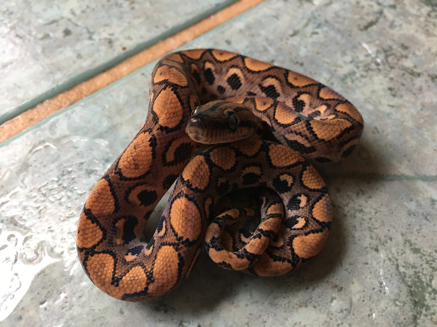 Male Normal Brazilian Rainbow Boa by Reese Rainbows and Reptiles ...