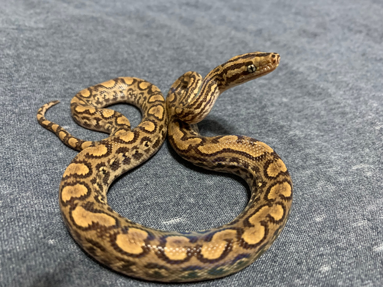 DH Snow CRB (Het Anery, Het Paradigm) Colombian Rainbow Boa by Reese ...