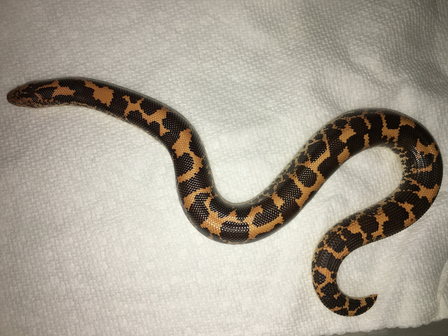 Normal Low % Rufescens Kenyan Sand Boa by Reese Rainbows and Reptiles ...