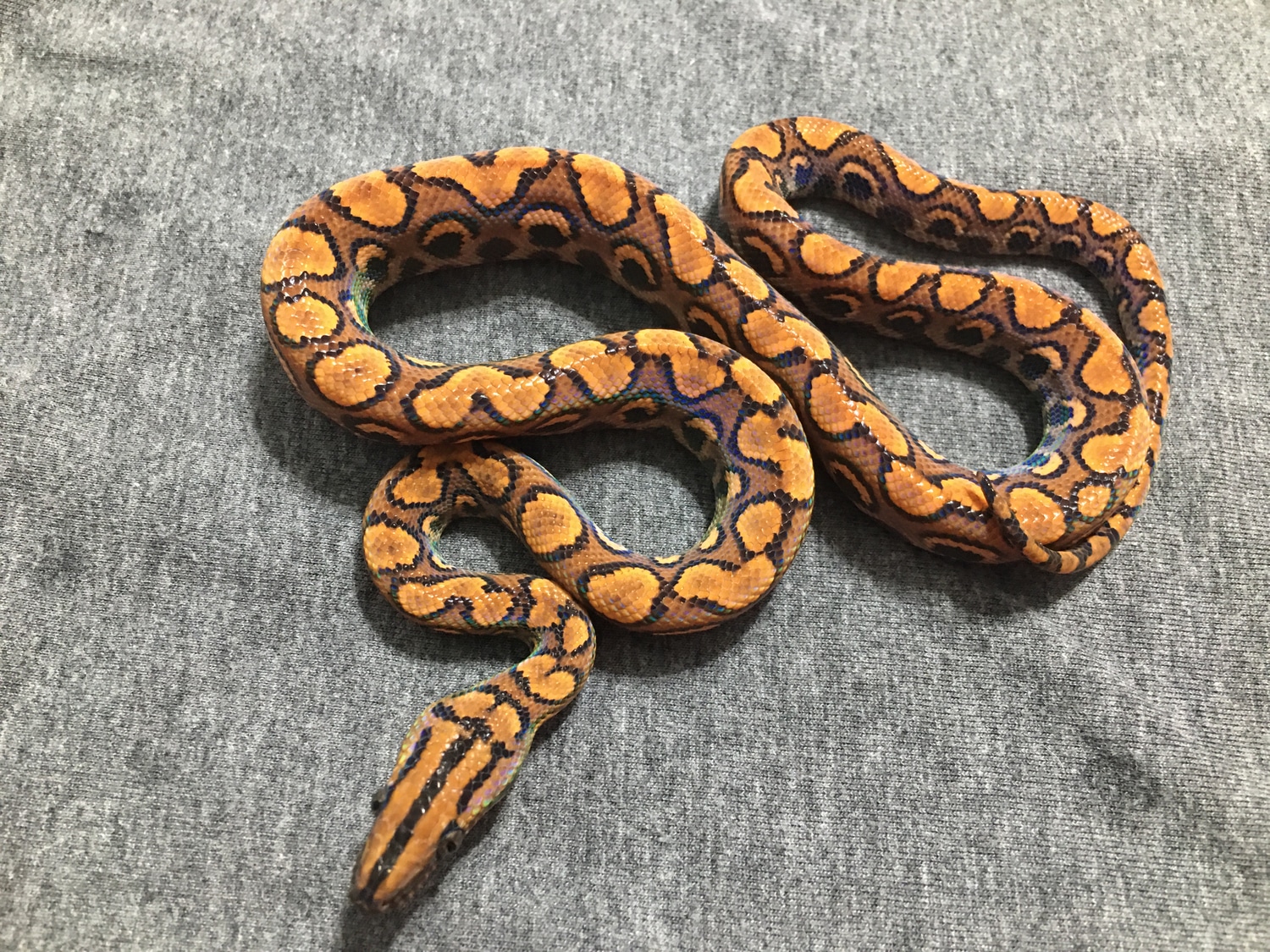 Pos Calico/carrier Female Brazilian Rainbow Boa by Reese Rainbows and ...