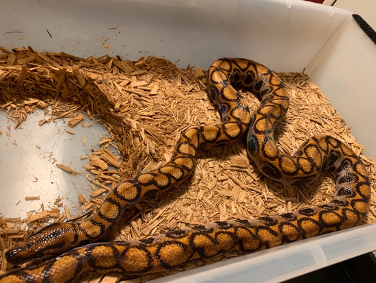 Calico Carrier Female Brazilian Rainbow Boa by Reese Rainbows and Reptiles
