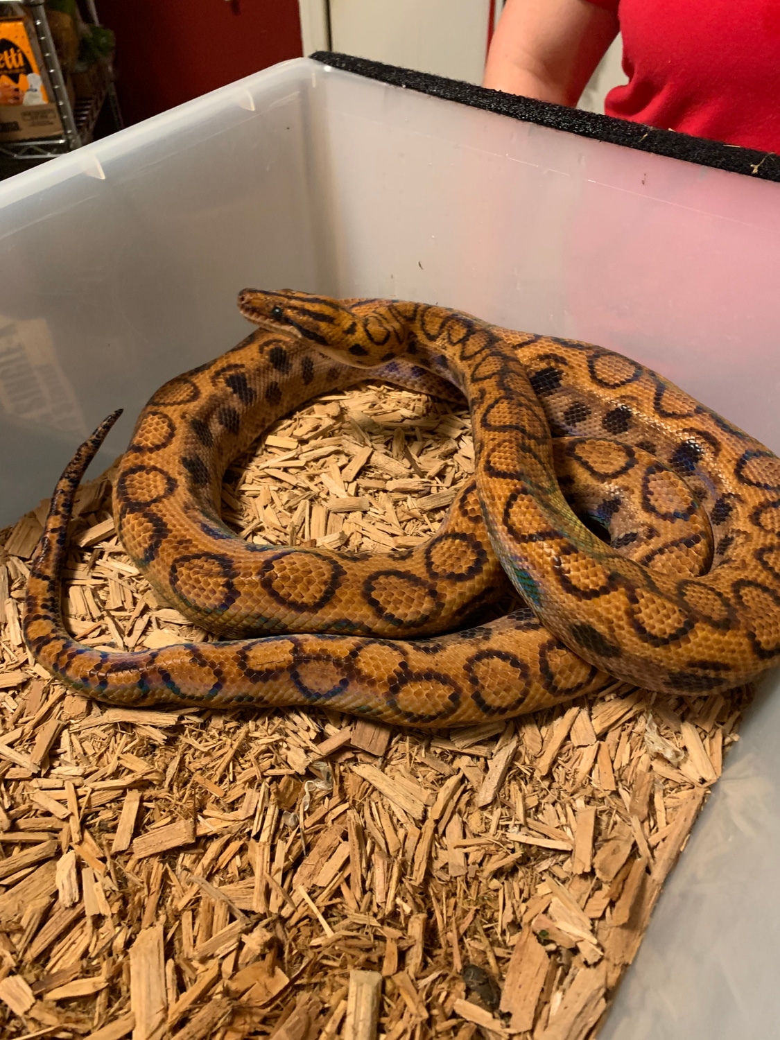 Calico Carrier Female Brazilian Rainbow Boa by Reese Rainbows and ...