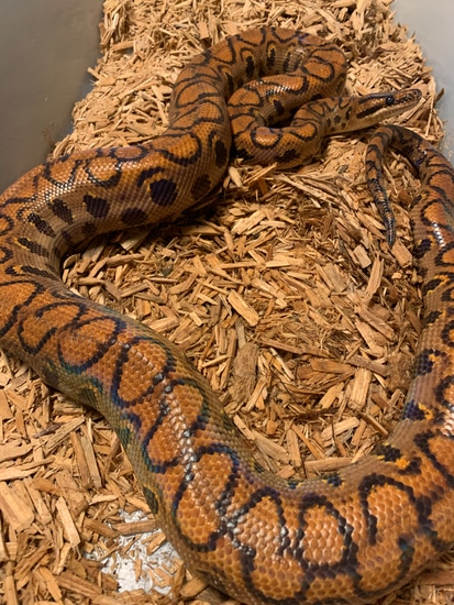 Calico Carrier Female Brazilian Rainbow Boa by Reese Rainbows and Reptiles