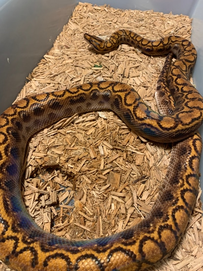 Calico Carrier Female Brazilian Rainbow Boa by Reese Rainbows and Reptiles