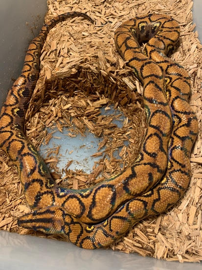 Calico Carrier Female Brazilian Rainbow Boa by Reese Rainbows and Reptiles