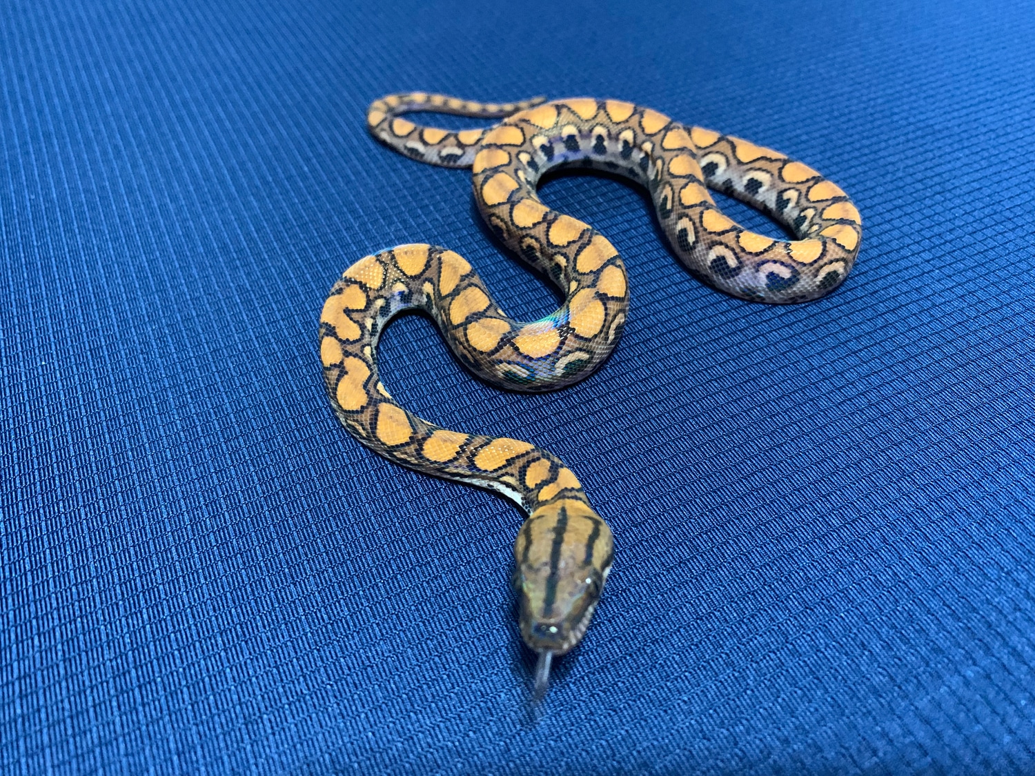Male Normal Brazilian Rainbow Boa by Reese Rainbows and Reptiles ...