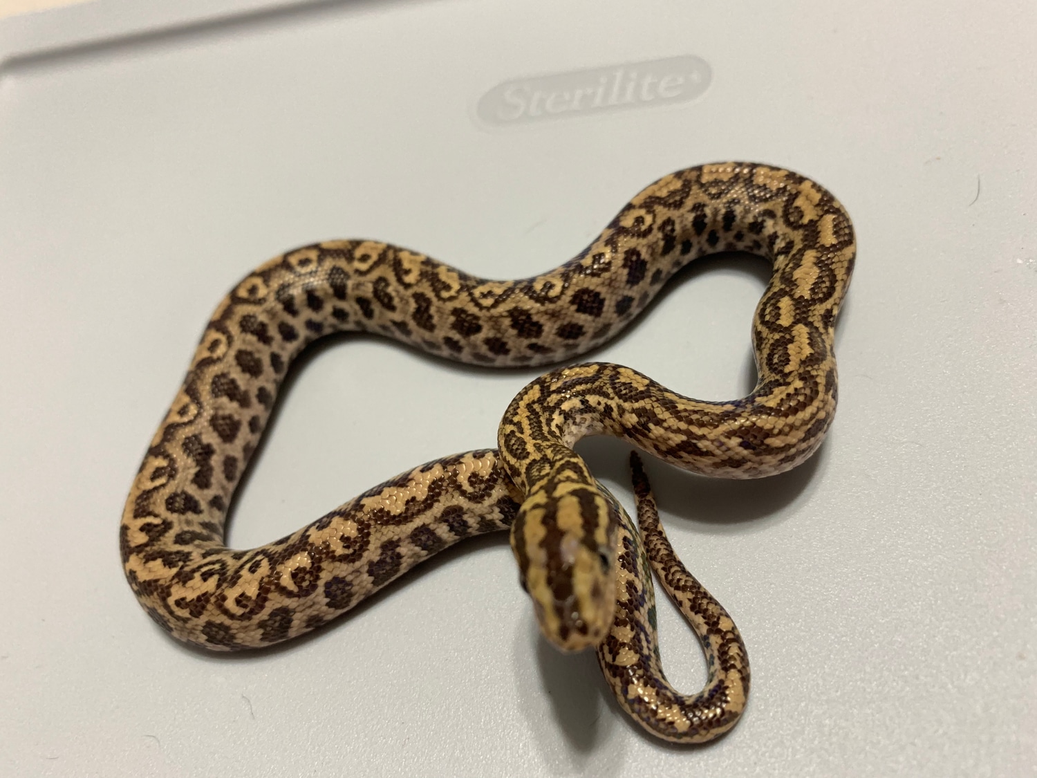 Possible Double Het Snow CRB With Unusual Pattern Colombian Rainbow Boa ...