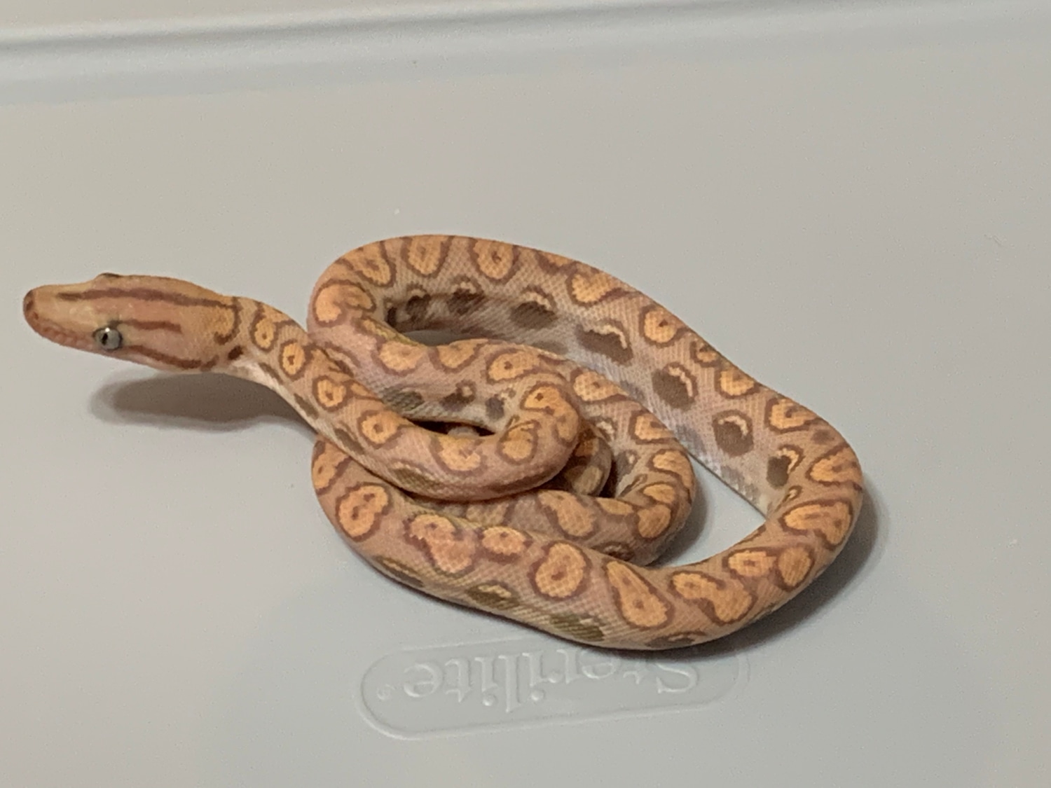 T+ Albino Het Anery Brazilian Rainbow Boa by Reese Rainbows and ...