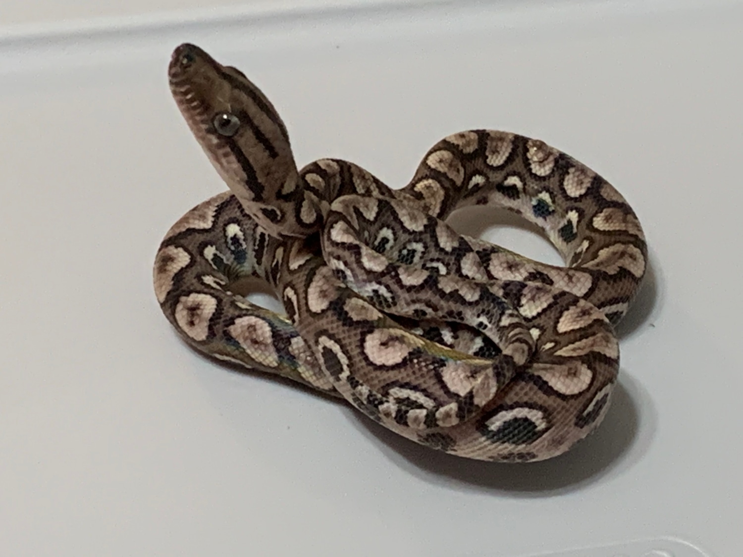 Anery Het T+ Albino Brazilian Rainbow Boa by Reese Rainbows and ...