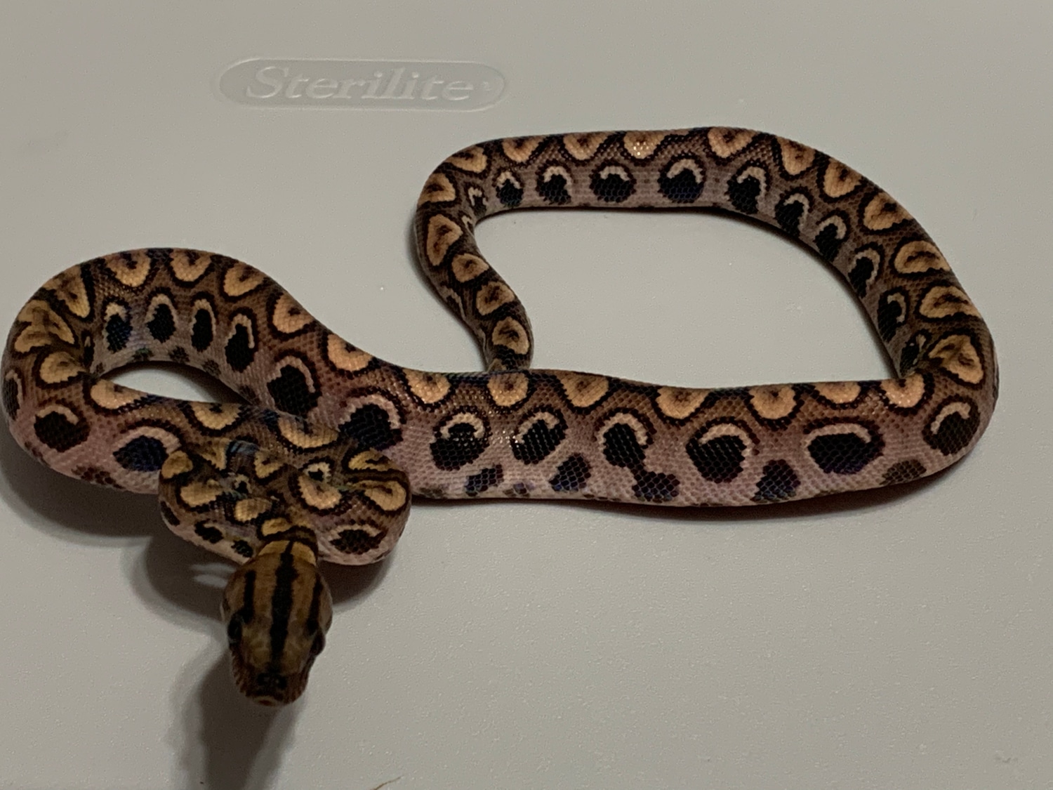 Double Het T+ Albino/Anery Brazilian Rainbow Boa by Reese Rainbows and ...