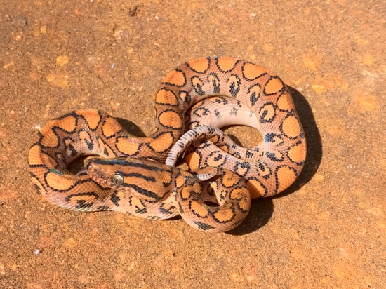 Normal (High Colored Sire X Orange Dam) Brazilian Rainbow Boa by Reese ...
