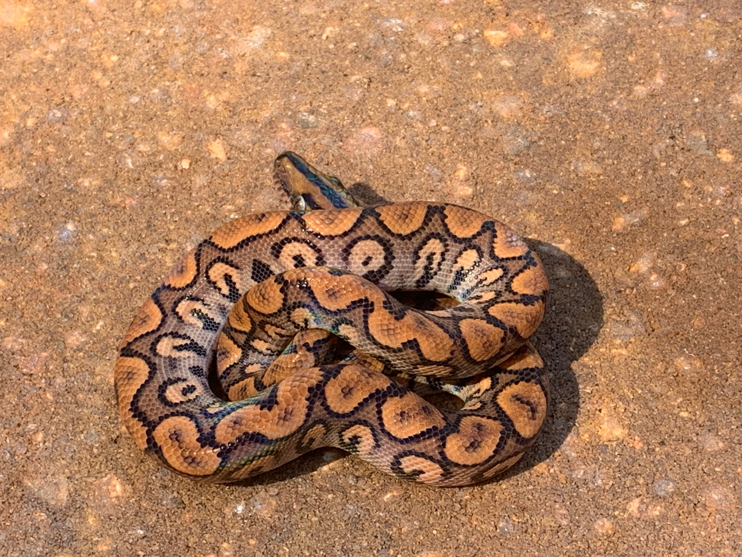 Normal (High Colored Sire X Orange Dam) Brazilian Rainbow Boa by Reese ...