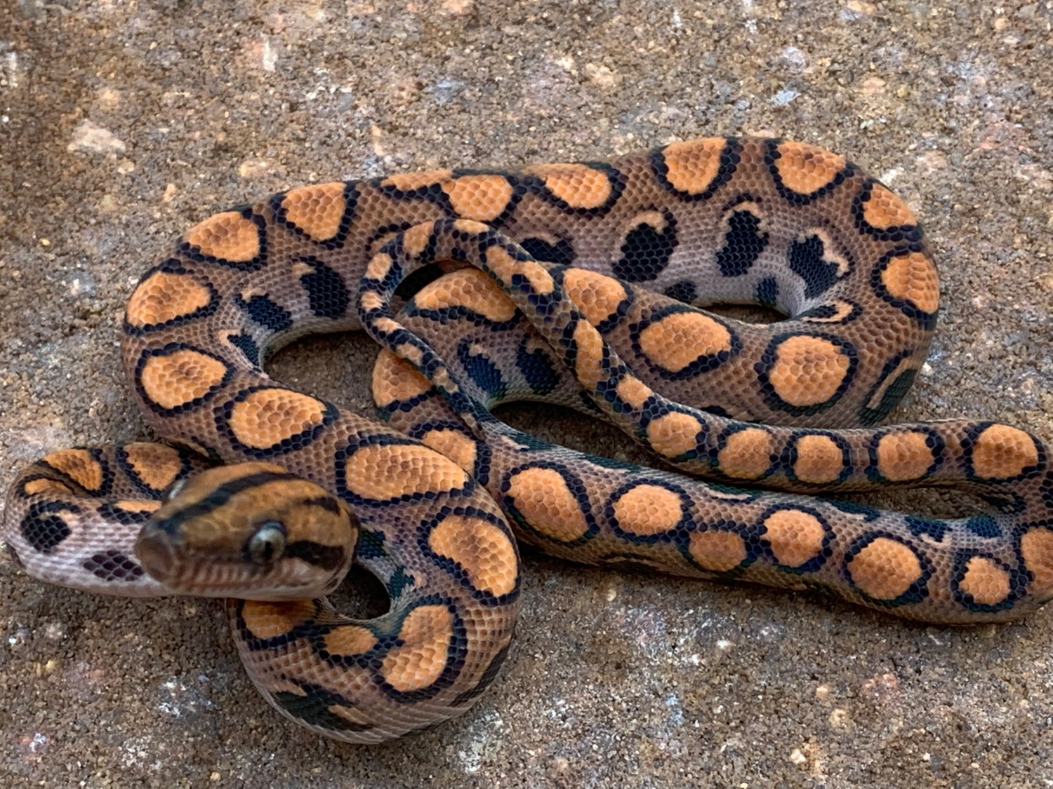 Red Het Eugene Stripe Brazilian Rainbow Boa by Reese Rainbows and ...