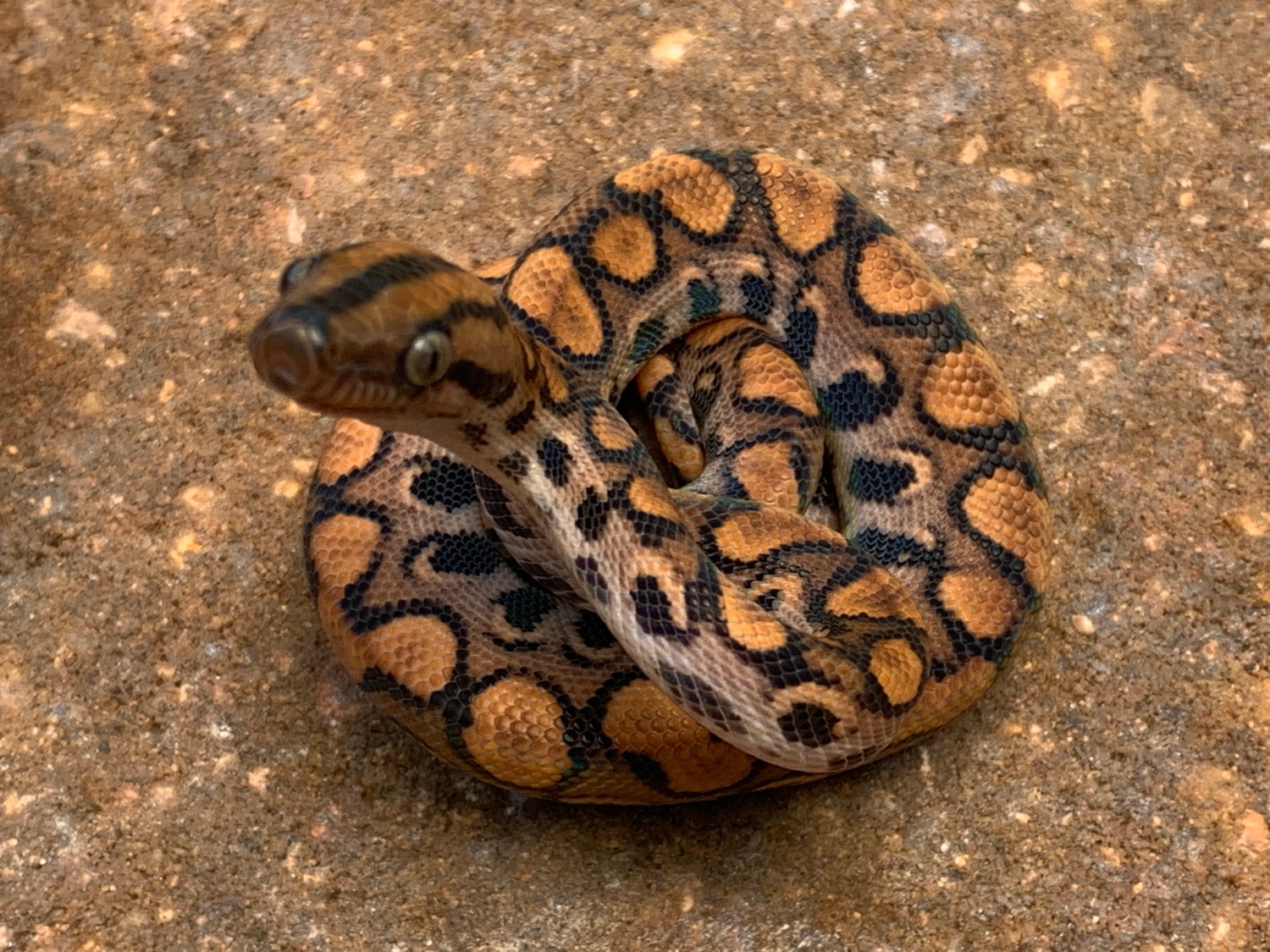 Het Eugene Stripe Brazilian Rainbow Boa by Reese Rainbows and Reptiles ...